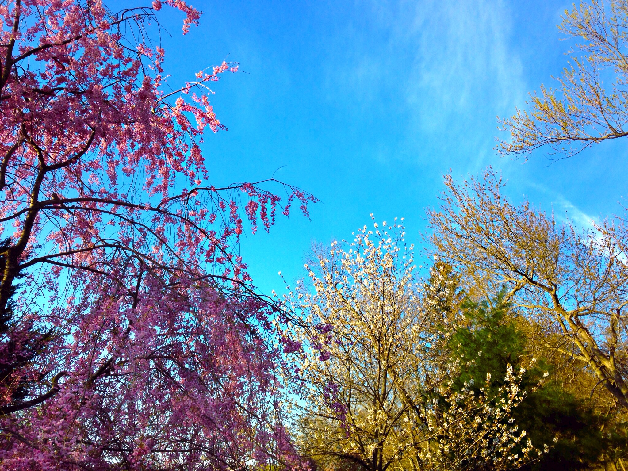 The Splendor of Spring | wholeinmyheart